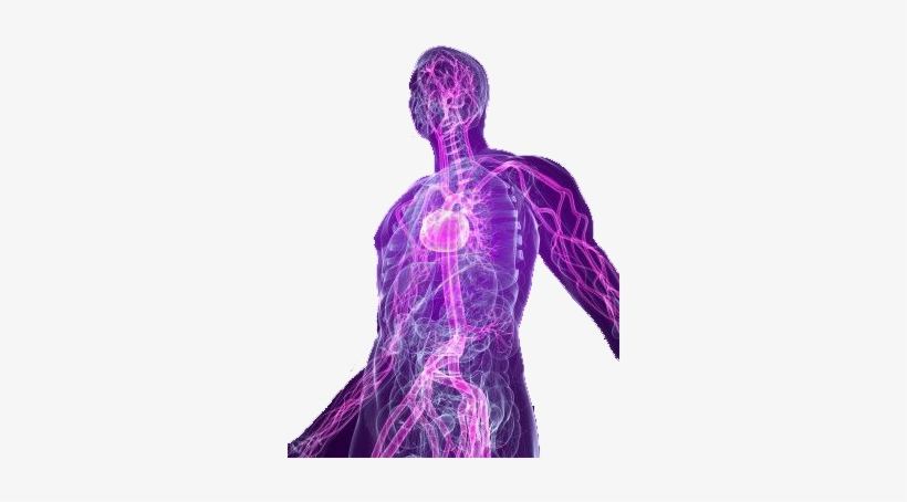 Body - Human Body Png Transparent - Free Transparent PNG Download - PNGkey
