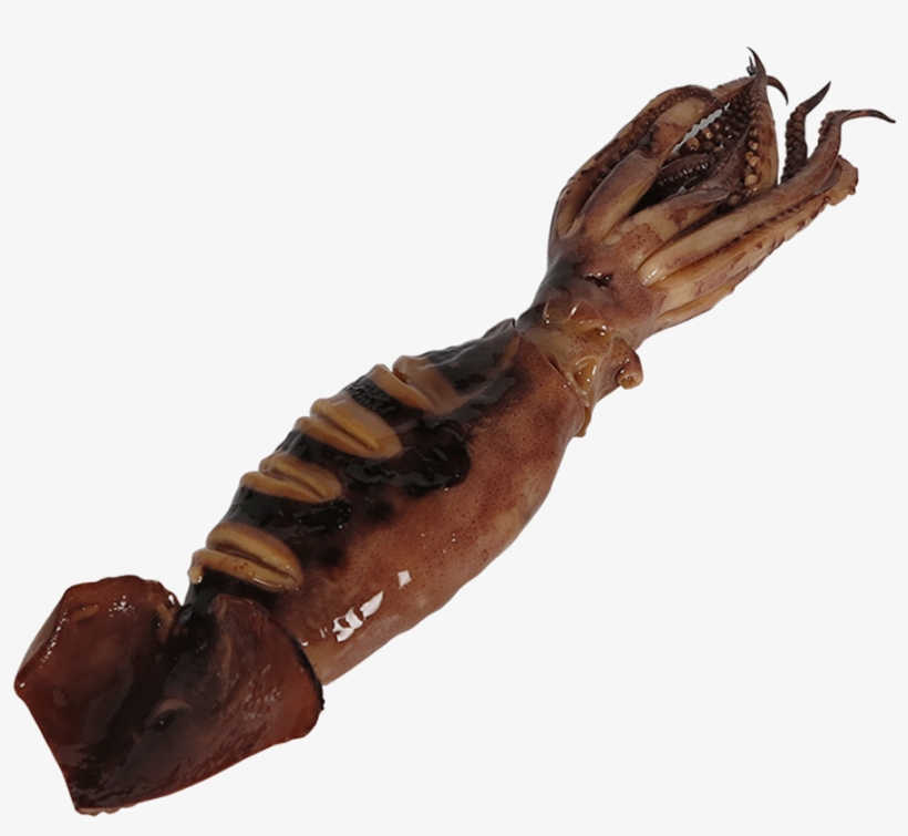 Cuttlefish Png - Free Transparent PNG Download - PNGkey