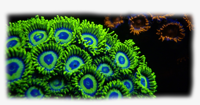 Corals Png - Free Transparent PNG Download - PNGkey