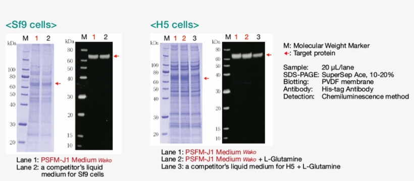 Protein Expression Test - Free Transparent PNG Download - PNGkey