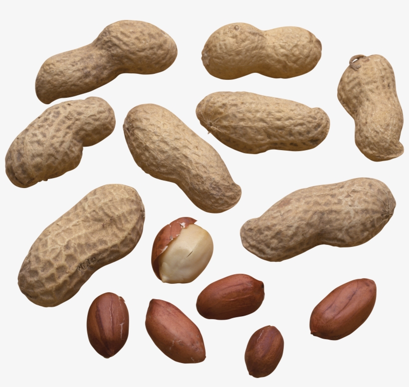 Peanut Png - Scattered Peanuts - Free Transparent PNG Download - PNGkey
