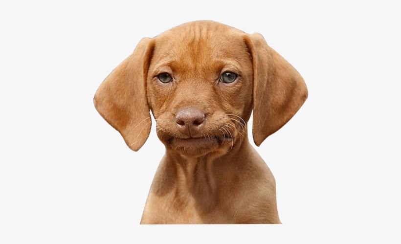 Expressive Dog - It's Just One Of Them Meme - Free Transparent PNG ...