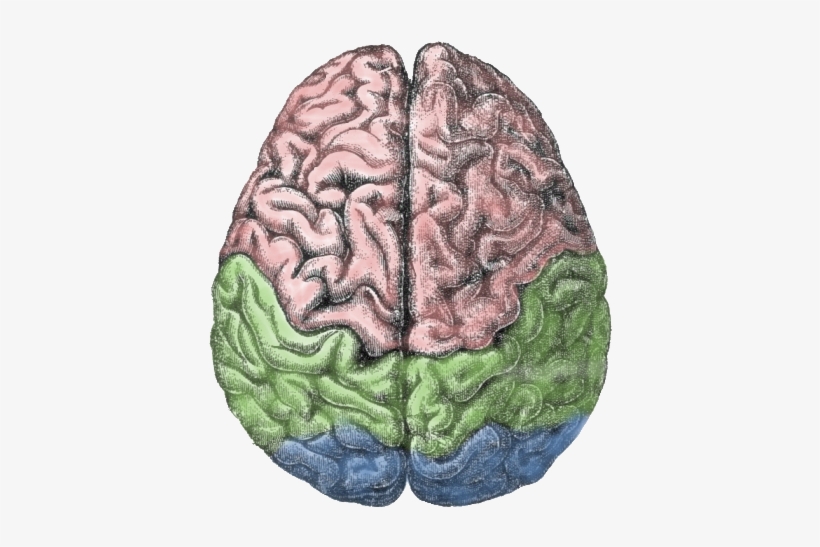 Clip Stock Wikiwand - Brain Hemispheres Png - Free Transparent PNG ...