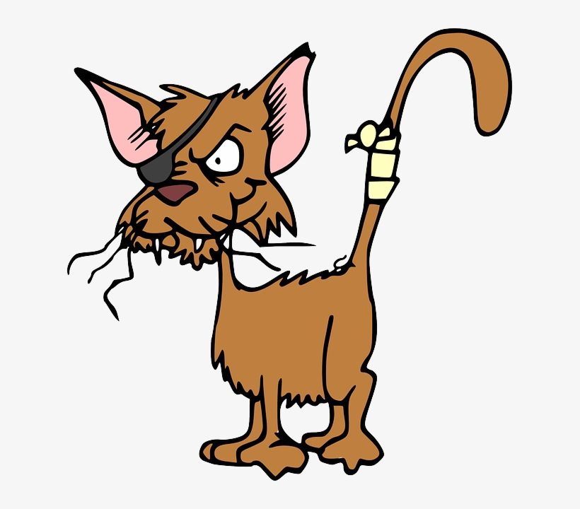 Cat, Fighting, Comic, Tough, Hurt, Injured, Animal - One Eyed Cat ...