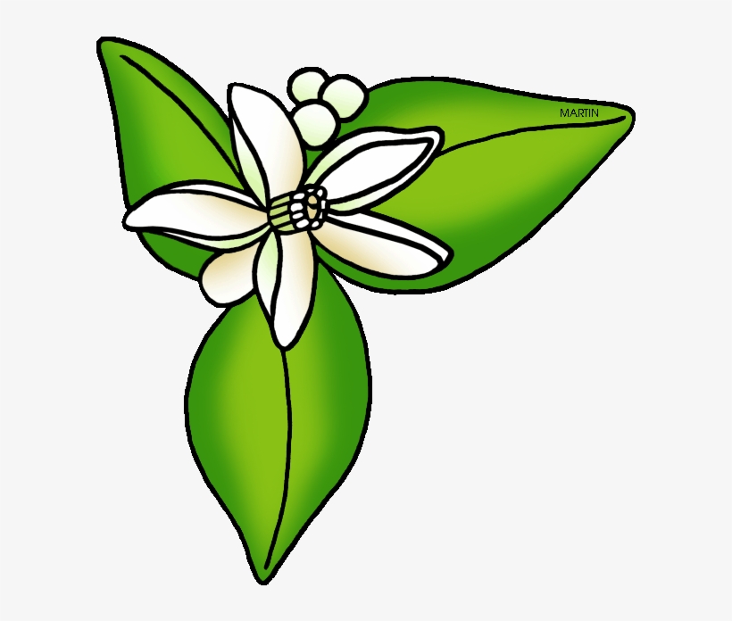 United States Clip Art By Phillip Martin - Orange Blossom Clipart ...