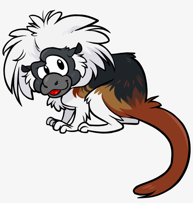 Tamarin - Cotton Top Tamarin Png - Free Transparent PNG Download - PNGkey