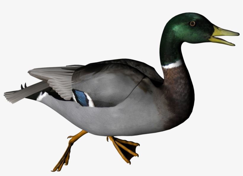 Duck Clipart Transparent Background - Duck Transparent Png - Free ...