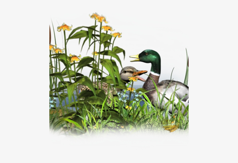 Psp Tubes Canards - Free Transparent PNG Download - PNGkey