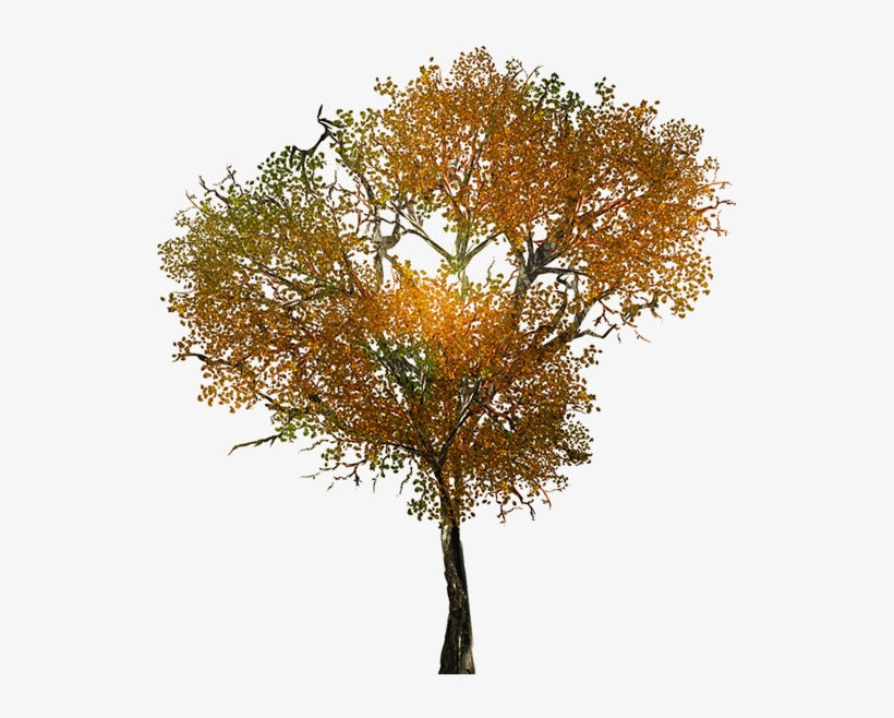 Texture For Large Leafy Branches For Tree Models - Fall Tree Png ...