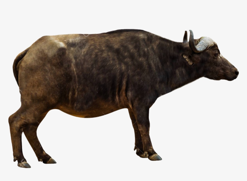 Cape Buffalo Side View - Free Transparent PNG Download - PNGkey