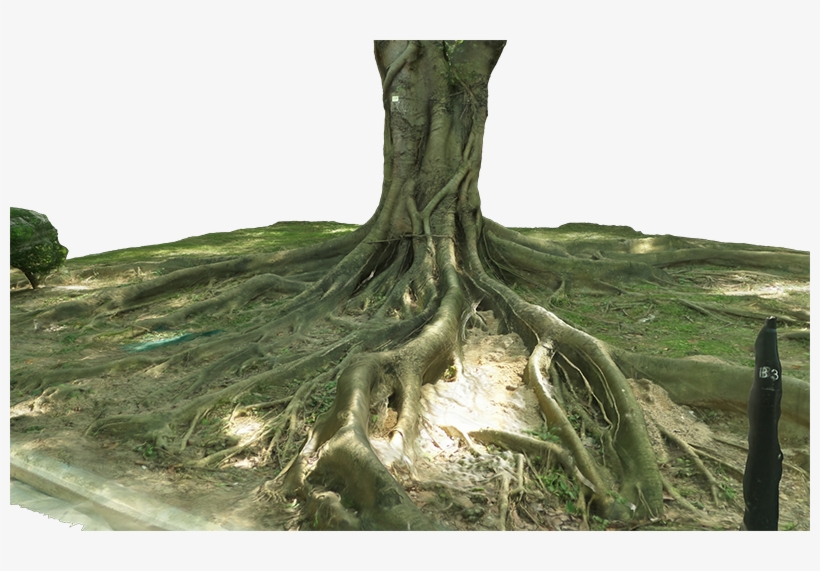 Ficus Microcarpa - Chinese Banyan - T1754 - Ficus Microcarpa - Free ...