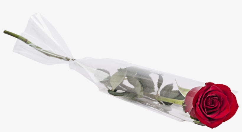 Valentine Single Roses - Free Transparent PNG Download - PNGkey