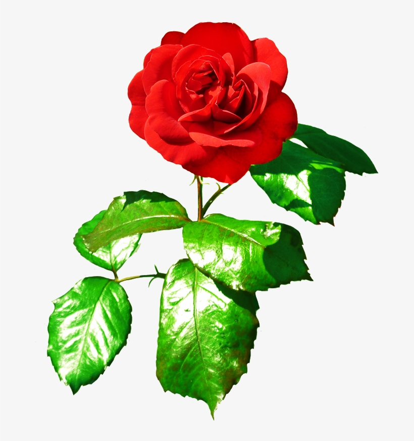 Red Red Rose With Leaves - Single Red Rose With Leaf - Free Transparent ...
