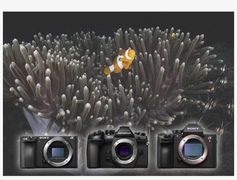 Mirrorless Cameras - Free Transparent PNG Download - PNGkey