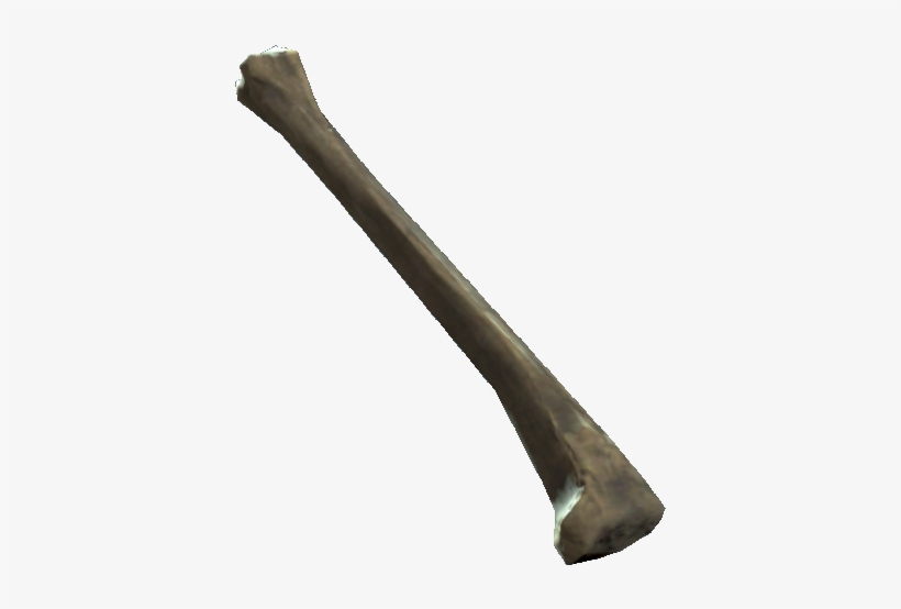 Tibia - Free Transparent PNG Download - PNGkey