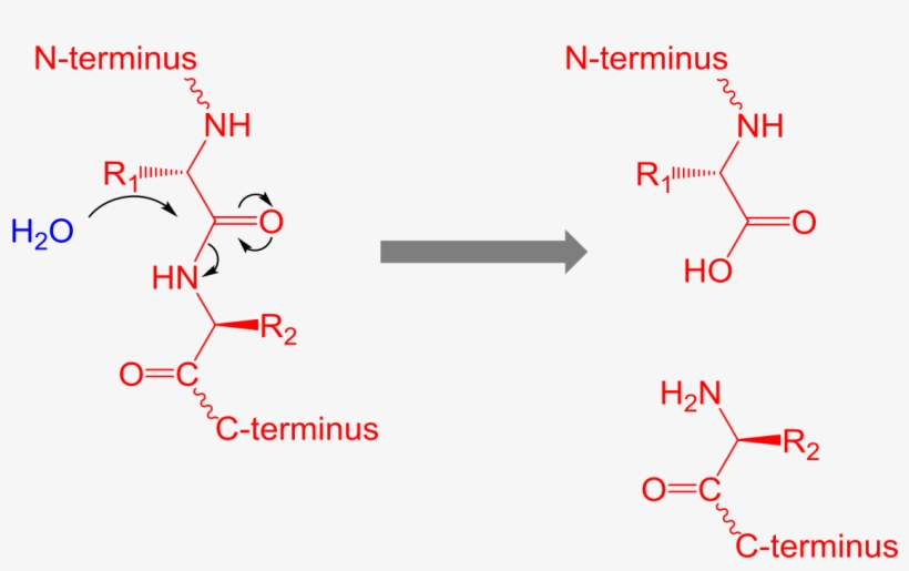 Cleavage Png - Free Transparent PNG Download - PNGkey