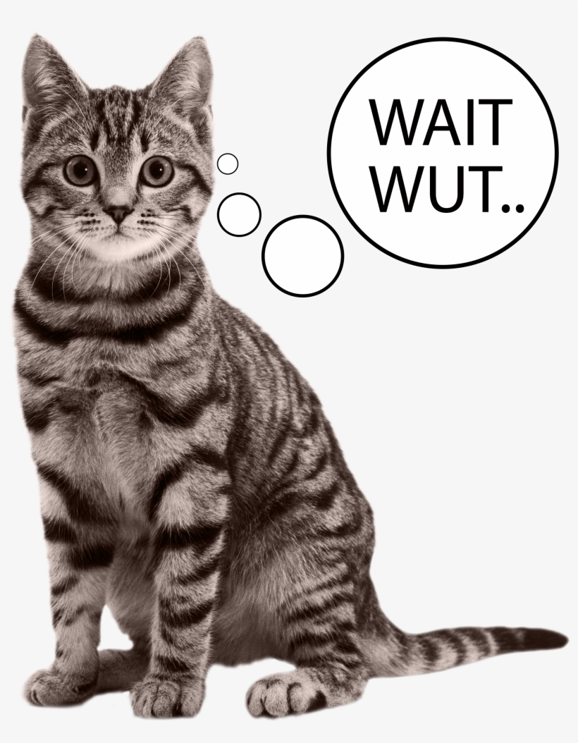 Wut Cat - Free Transparent PNG Download - PNGkey