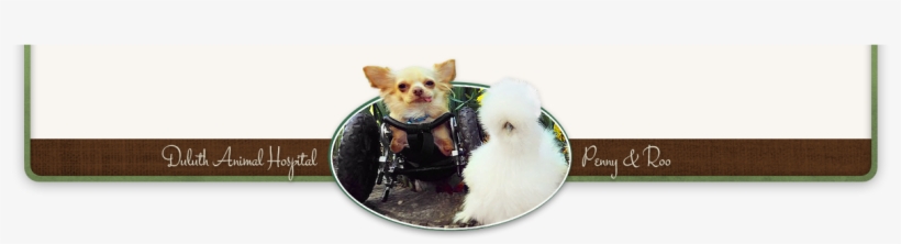 Lesser Dog Png - Free Transparent PNG Download - PNGkey