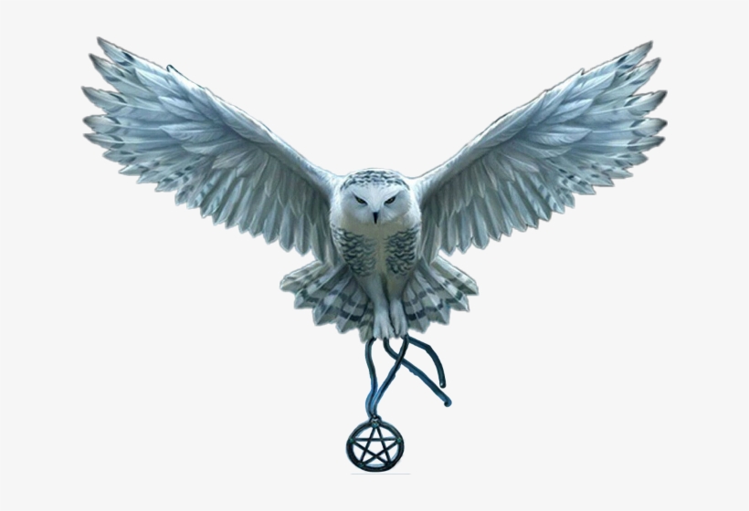 Snowy Owl Png - Free Transparent PNG Download - PNGkey
