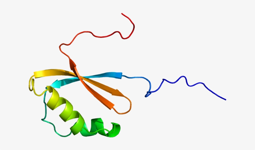 Ribosomes Png - Free Transparent PNG Download - PNGkey