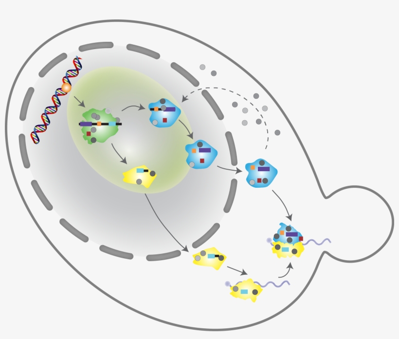 Ribosome Biogenesis - Free Transparent PNG Download - PNGkey