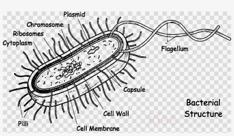 Necrotizing Fasciitis Bacteria Structure