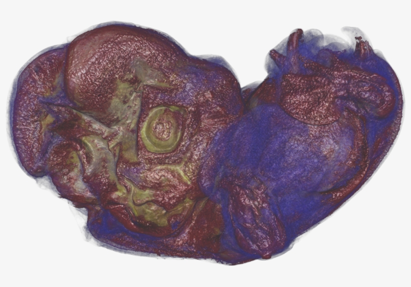 Bat-embryo - Free Transparent PNG Download - PNGkey