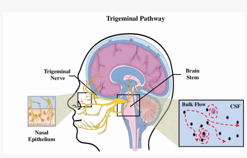 Schematic Representation Of The Trigeminal Nerve Pathway - Free ...