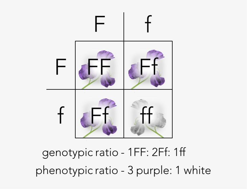 Punnett Square Of A Monohybrid Cross - Free Transparent PNG Download ...
