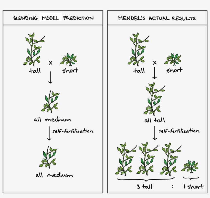 Image Comparing The Predictions Of The Blending Model - Free ...