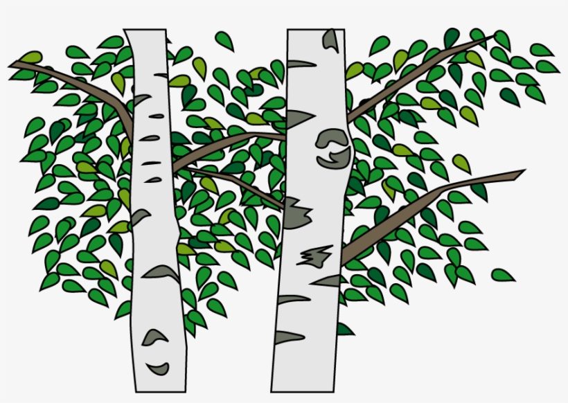 Silver Birch - Free Transparent PNG Download - PNGkey