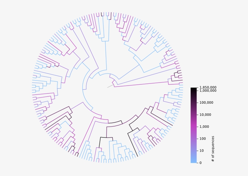 Phylogenetic Tree With Coloured Branches - Free Transparent PNG ...