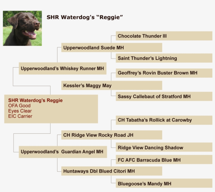 Certificate Of Pedigree - Free Transparent PNG Download - PNGkey