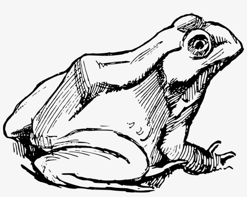 Amphibian Drawing Frog Simple Sketch - Free Transparent PNG Download ...