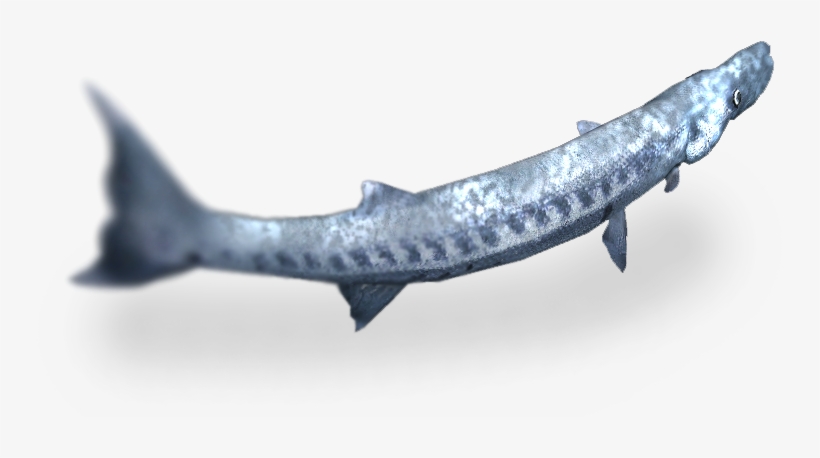 Great Barracuda - Free Transparent PNG Download - PNGkey