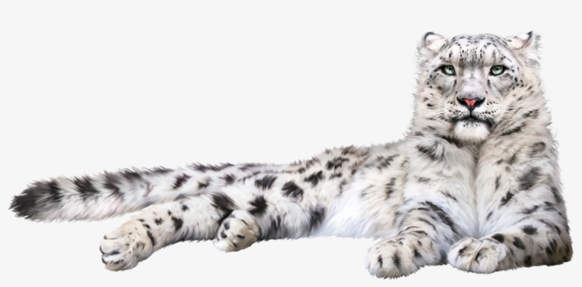Snow Leopard Png - Free Transparent PNG Download - PNGkey