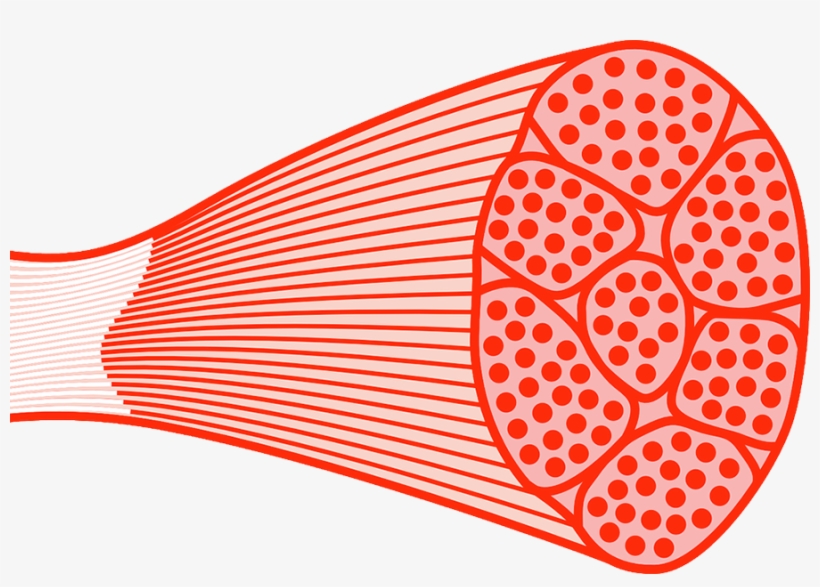 Muscle Tissue Png Graphic Free Library - Muscle Clip Art - Free ...