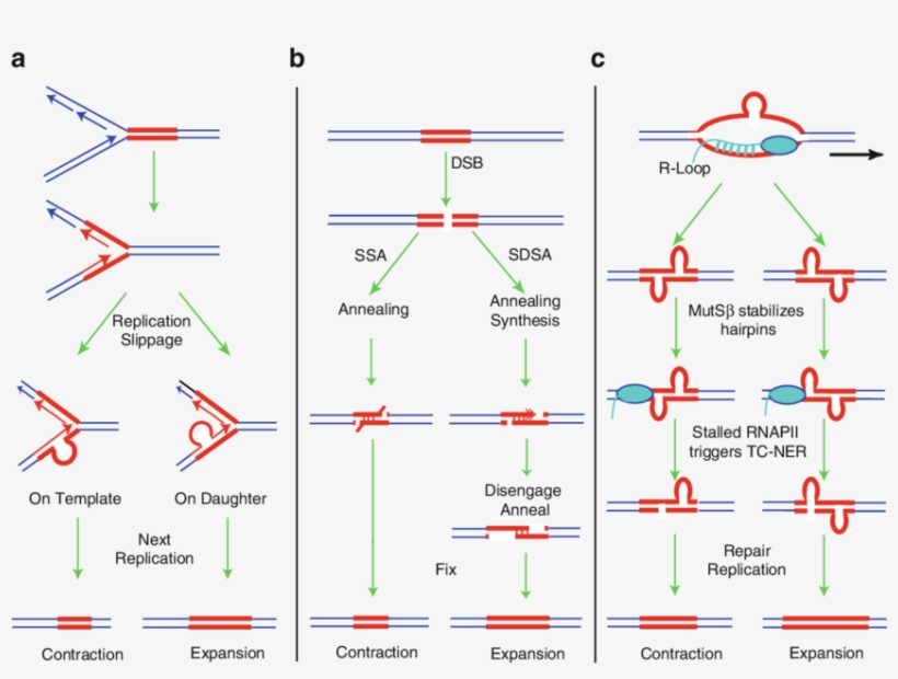 1 Three Mechanisms For Promoting Microsatellite Repeat - Free ...