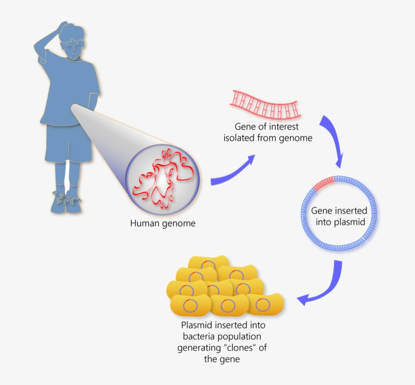 Cloning A Gene - Free Transparent PNG Download - PNGkey