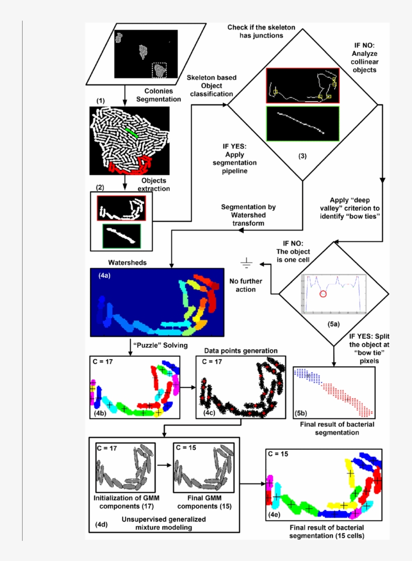 Skeleton Based Object Classification - Free Transparent PNG Download ...