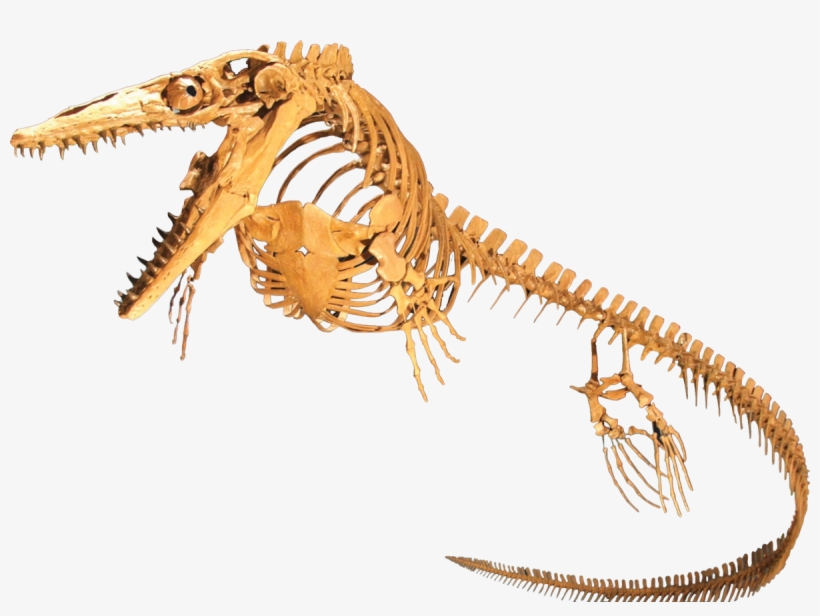 Mosasaur Skeleton - Free Transparent PNG Download - PNGkey