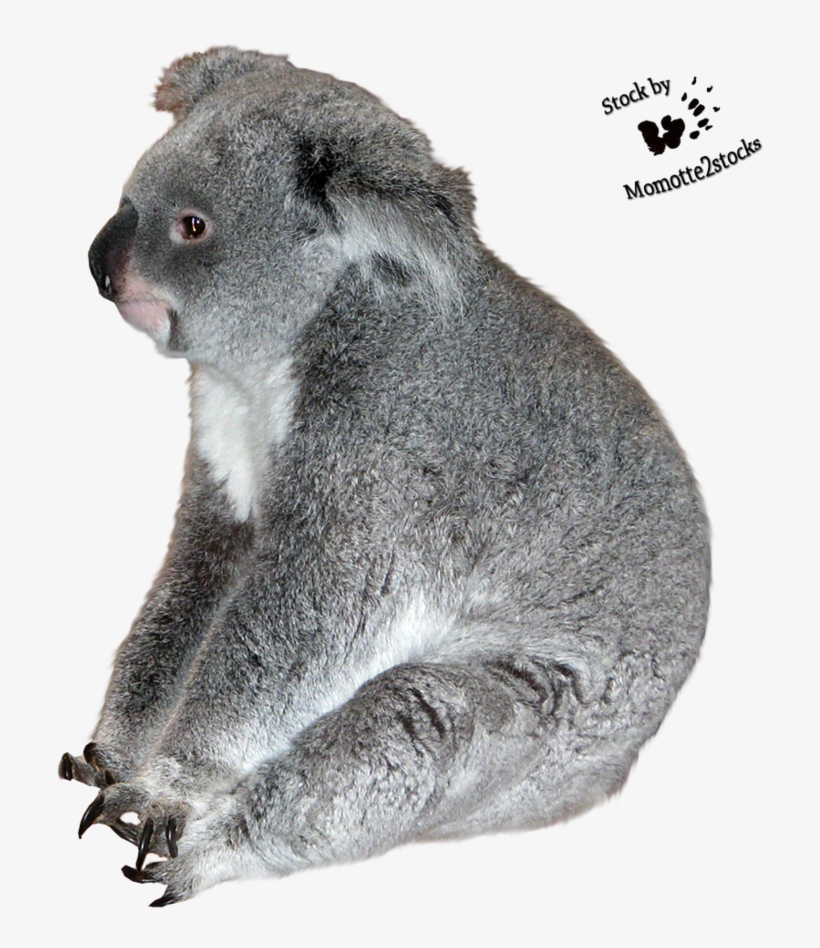 Koala Transparent Images - Portable Network Graphics - Free Transparent ...