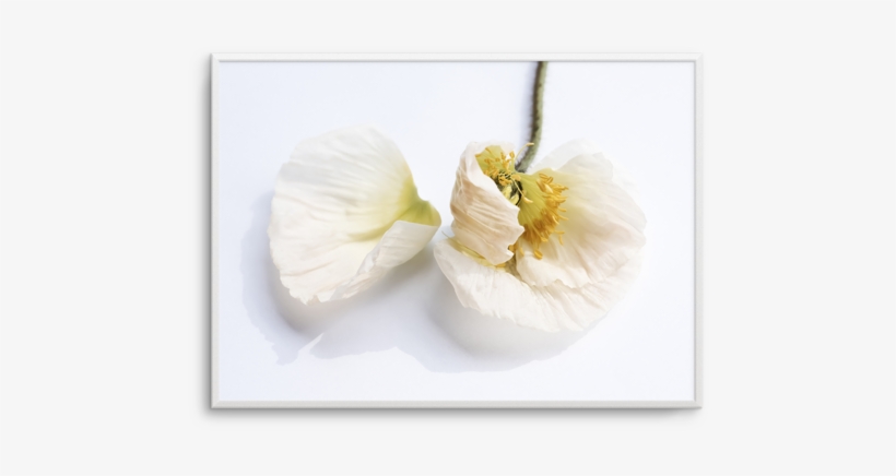 The White Poppy The White Poppy - White Poppy - Free Transparent PNG ...