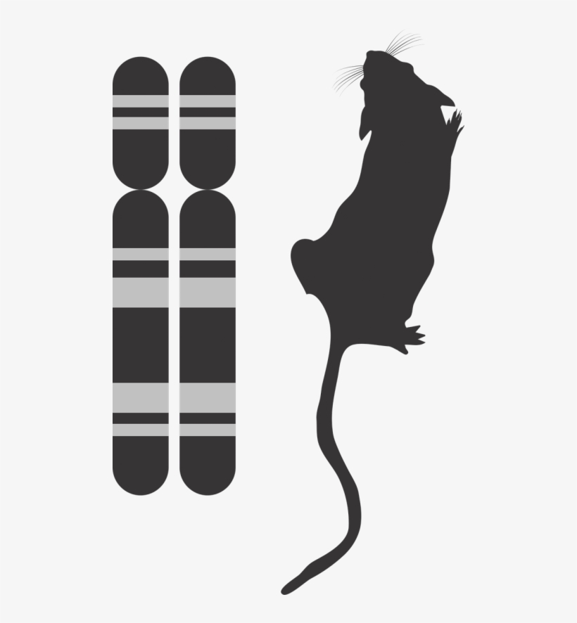 Genotype And Phenotype Icon,g2p,genotype And Phenotype,genotype ...