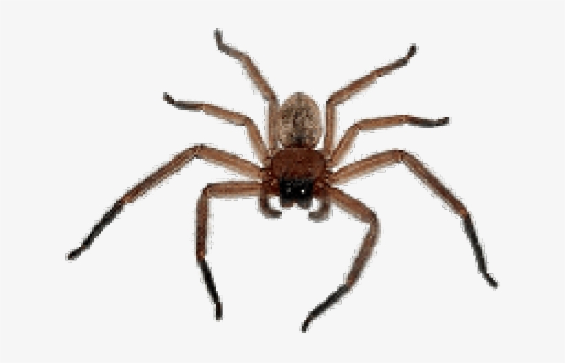 Spider Png Transparent Images - Spider Png - Free Transparent PNG ...