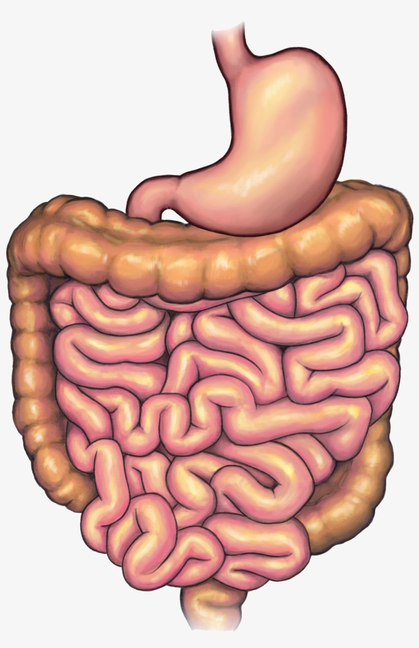 Before Surgery - Illustration - Free Transparent PNG Download - PNGkey