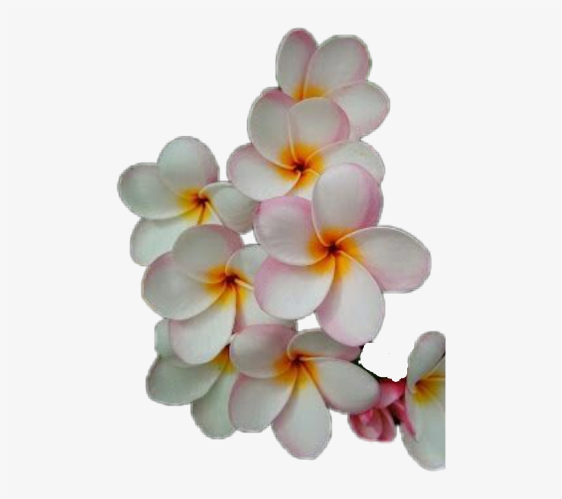 Flowers From Guam - Free Transparent PNG Download - PNGkey