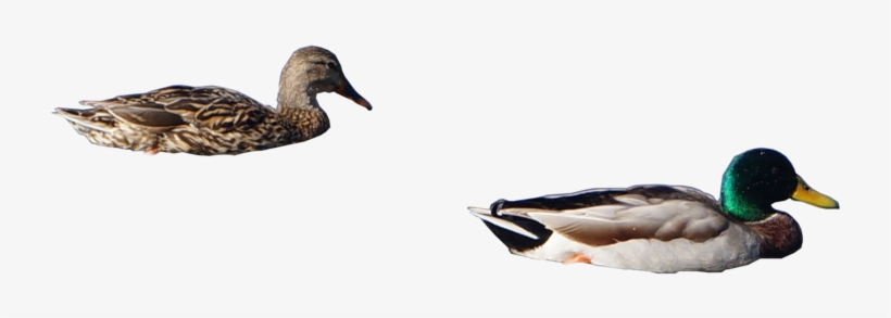 Ducks Png - Mallard - Free Transparent PNG Download - PNGkey