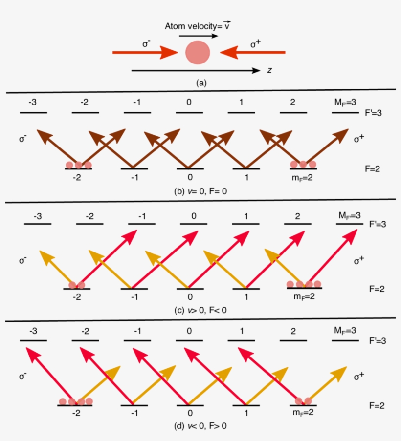 One Dimensional Schematic Of Polarization Gradient - Diagram - Free ...
