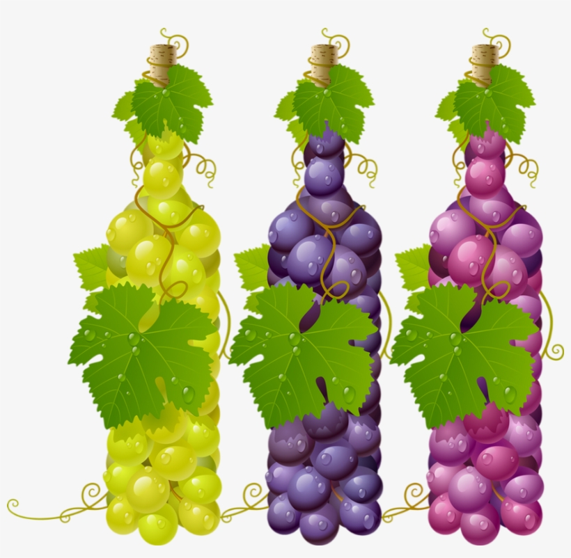 Grapes Vector - Free Transparent PNG Download - PNGkey